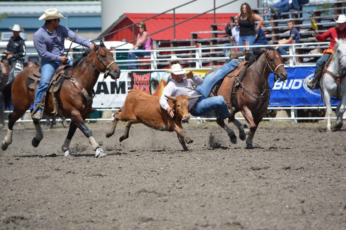 Steer Wrestling - Manitoba Stampede